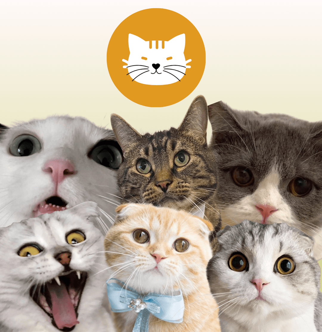 Top Cat Influencers in 2025 - Favikon