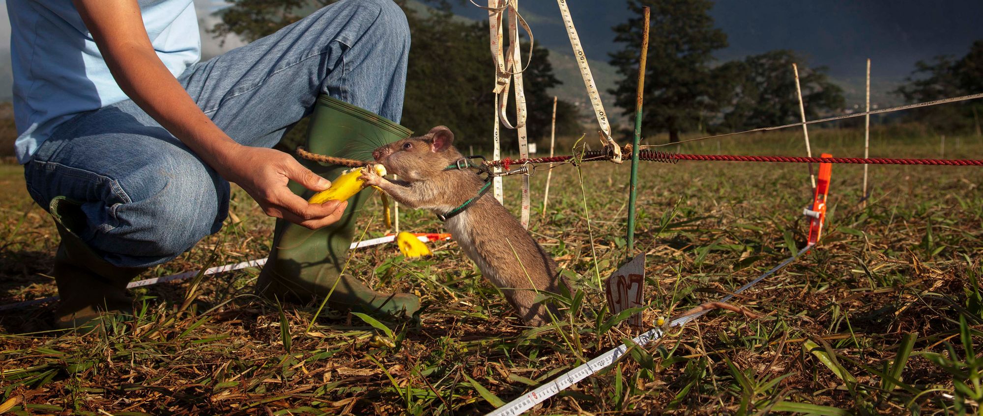 Lóa Language School