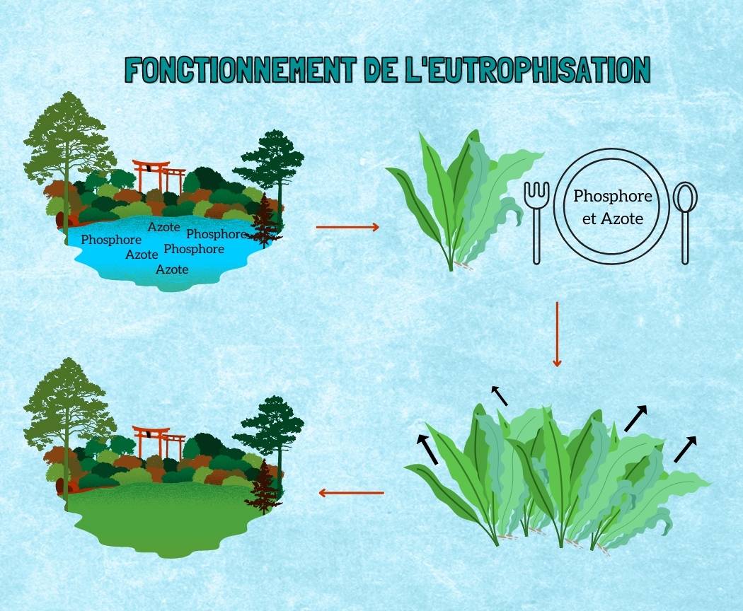 Eutrophisation de l'eau, ce phénomène de pollution naturelle de l'eau ...