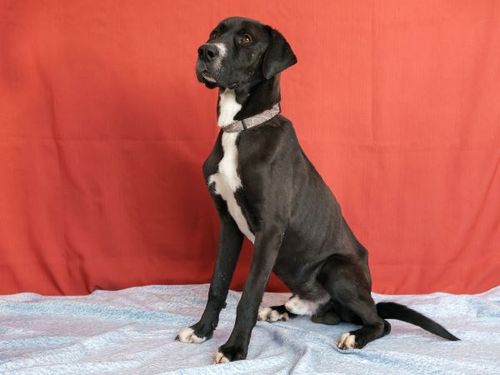 Animatch Dog Adoption Services