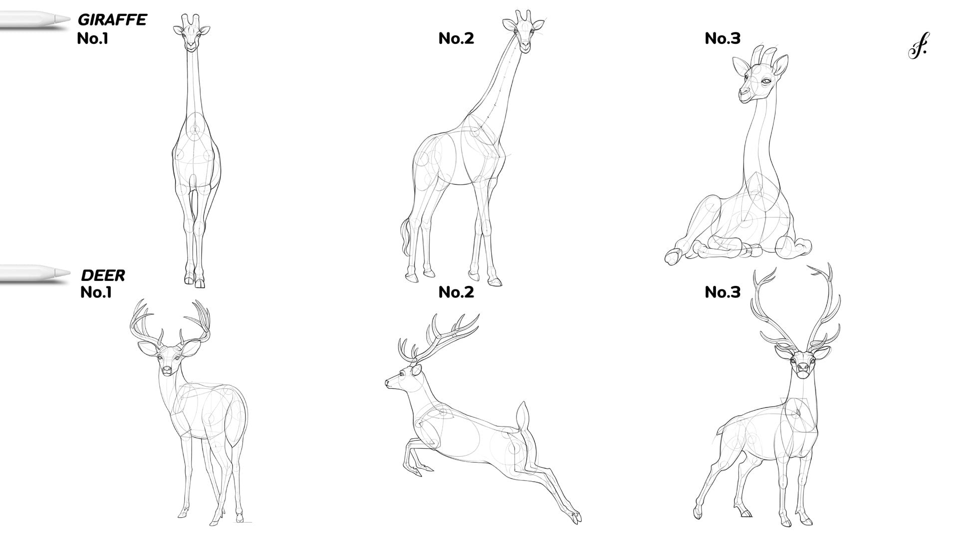 Procreate Animal Brushes 🦌 - Draw Wild Animal Outlines in Procreate ...