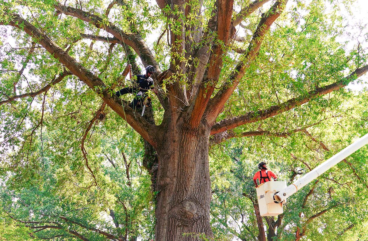Gunnison Tree Services - Professional Tree Services in Atlanta Georgia