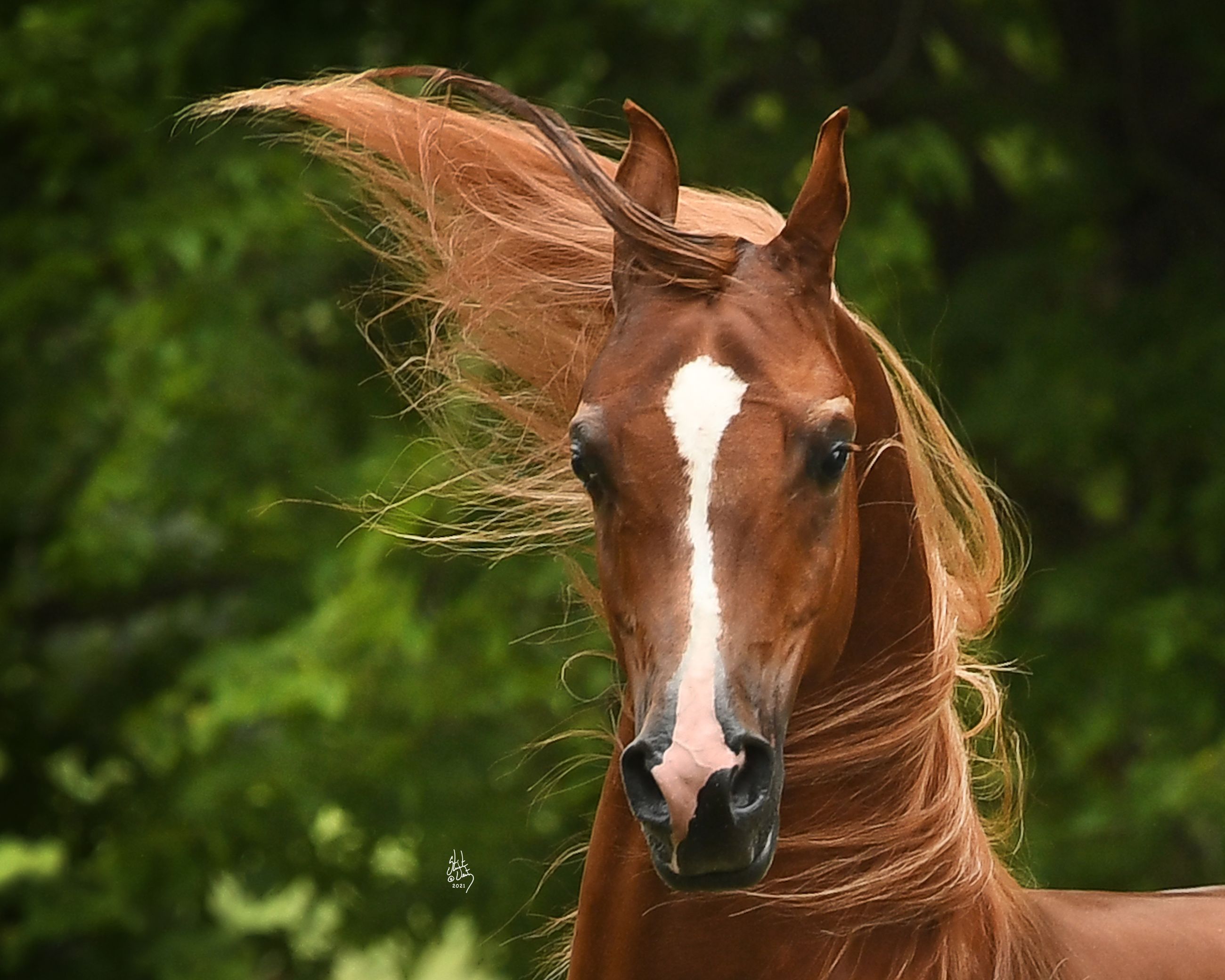 Bryzzo :: Arabian Horse Association of Arizona