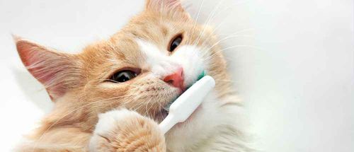 Your ADHD guide to teeth brushing - Shimmer ADHD Coaching