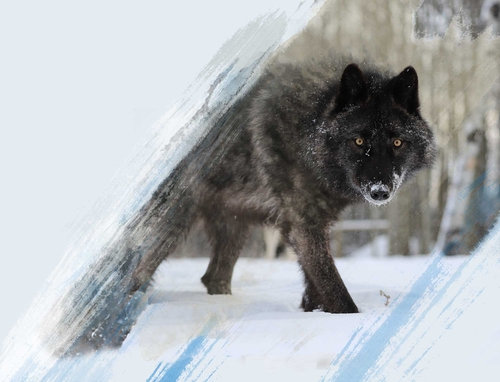 Yamnuska Wolfdog Sanctuary | Cochrane, Alberta, Canada