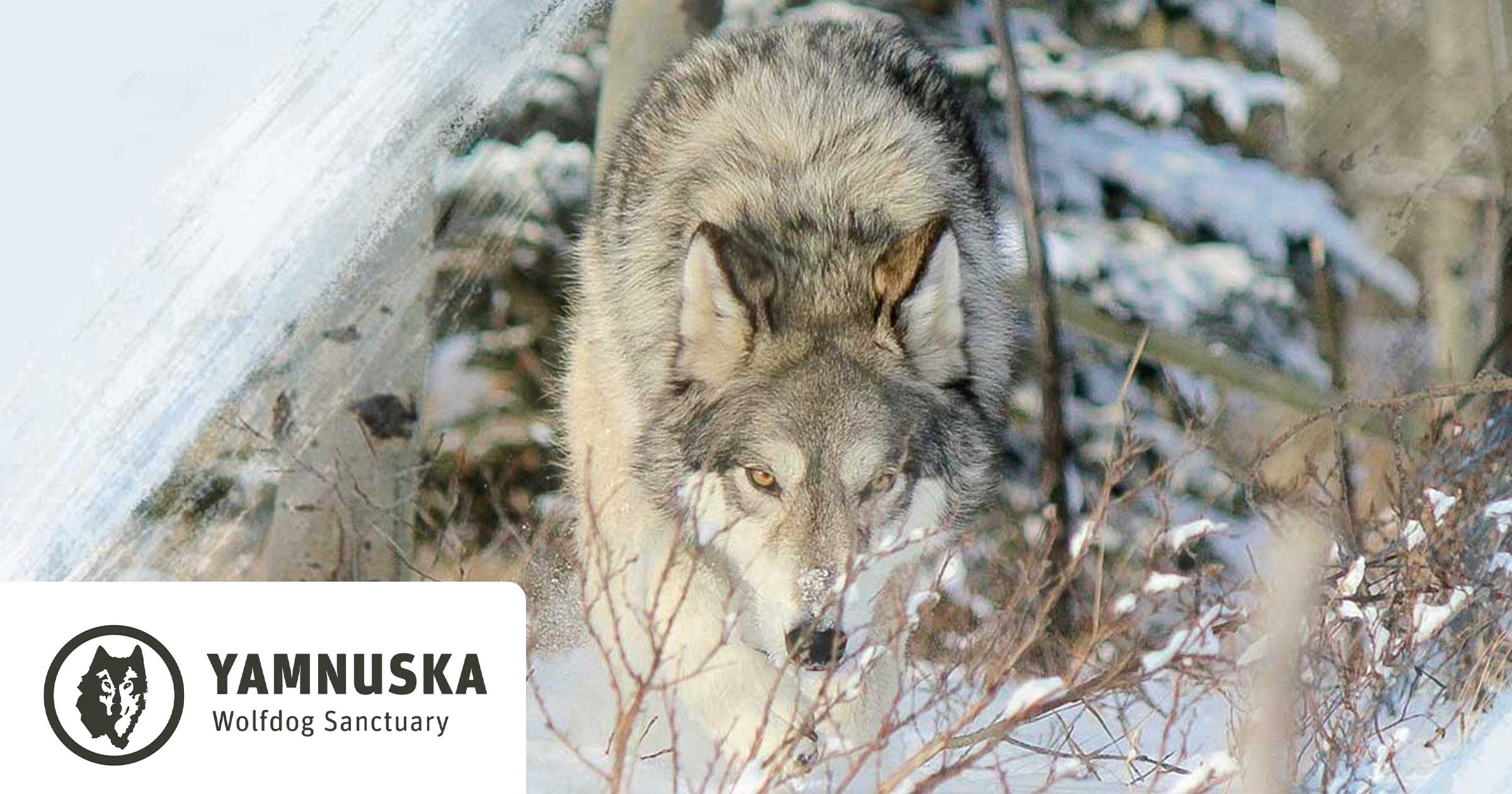 Interactive Tour | Yamnuska Wolfdog Sanctuary