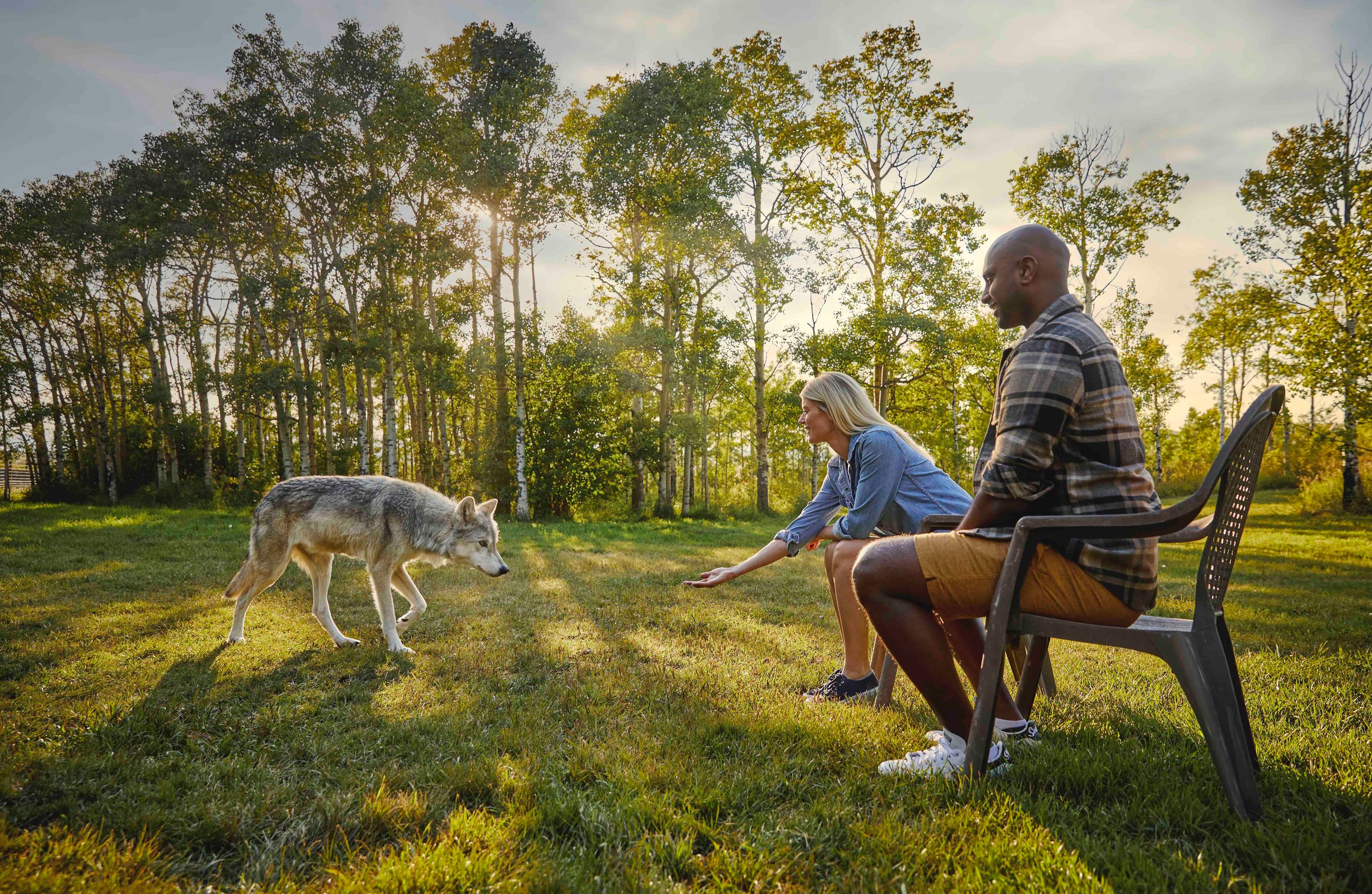 Interactive Tour | Yamnuska Wolfdog Sanctuary