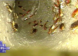 GPRS Video Pipe Inspection Services