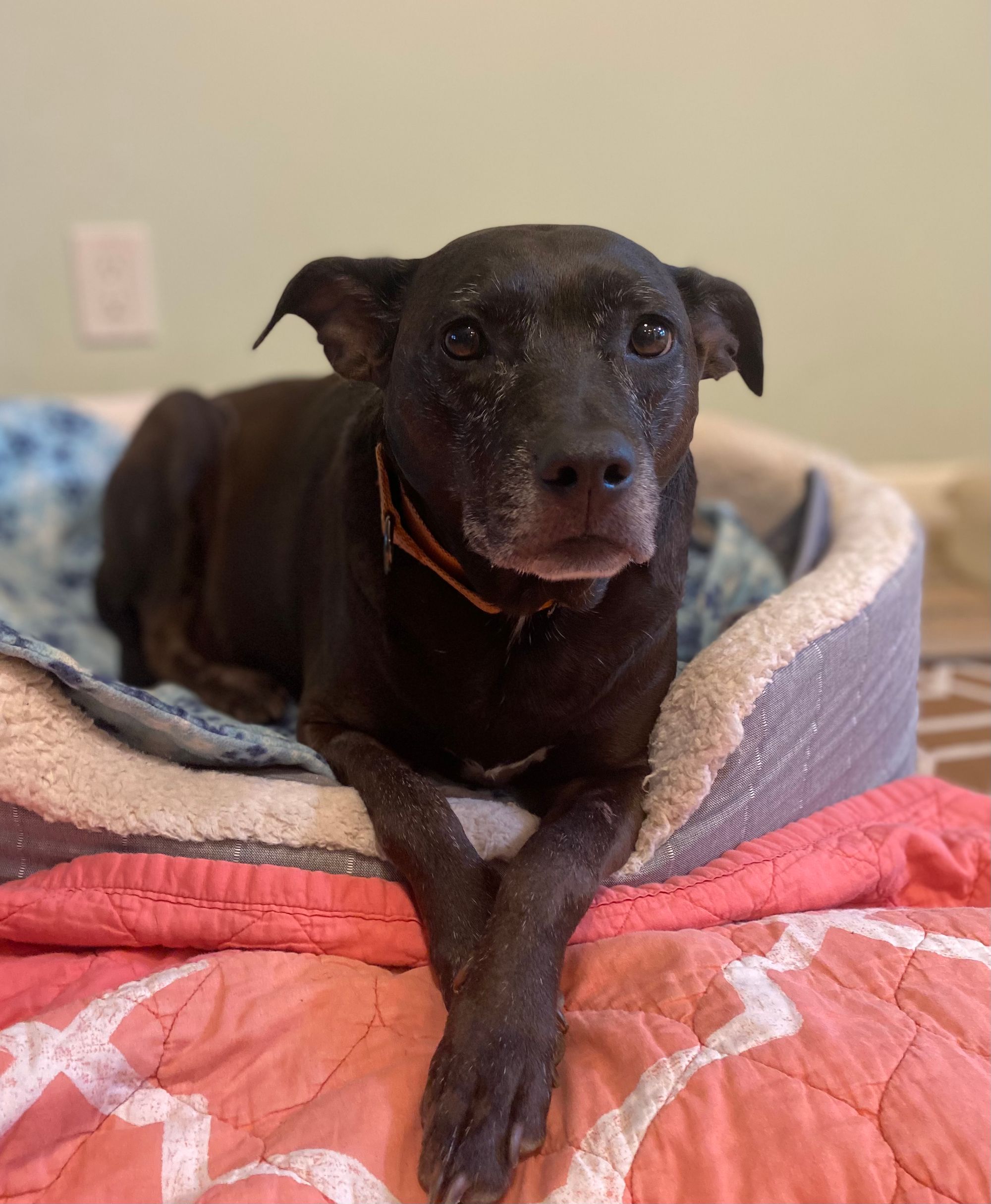 Meet Our Adoptable Pets
