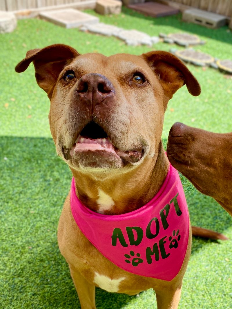 Meet Our Adoptable Pets