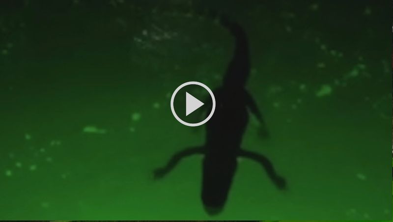 Green Monster Fishing Light