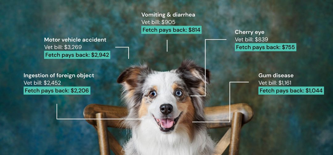Dog Insurance by Fetch® | Pet Insurance for Dogs & Puppies
