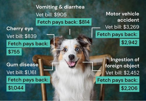 Dog Insurance by Fetch® | Pet Insurance for Dogs & Puppies