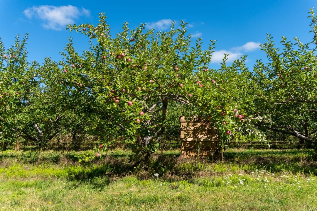 Chazy Orchards | The Largest McIntosh Apple Orchard in the World!