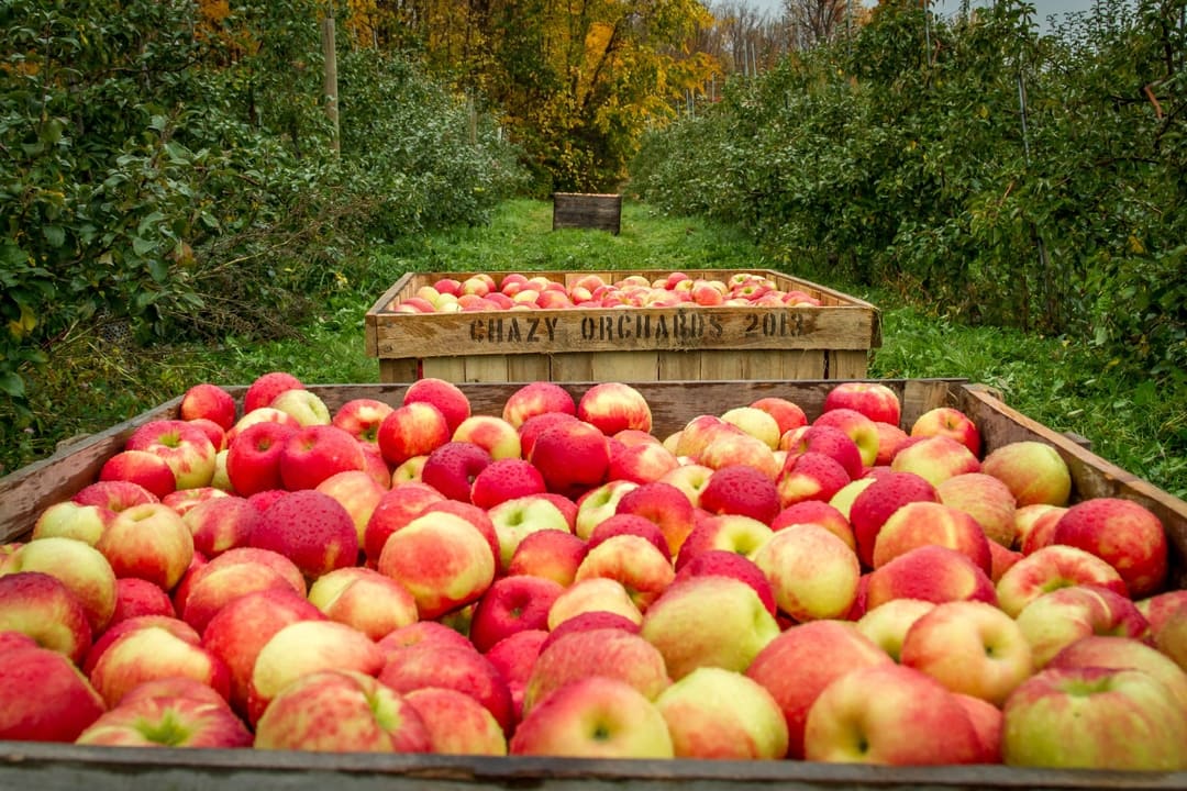 Chazy Orchards | The Largest McIntosh Apple Orchard in the World!