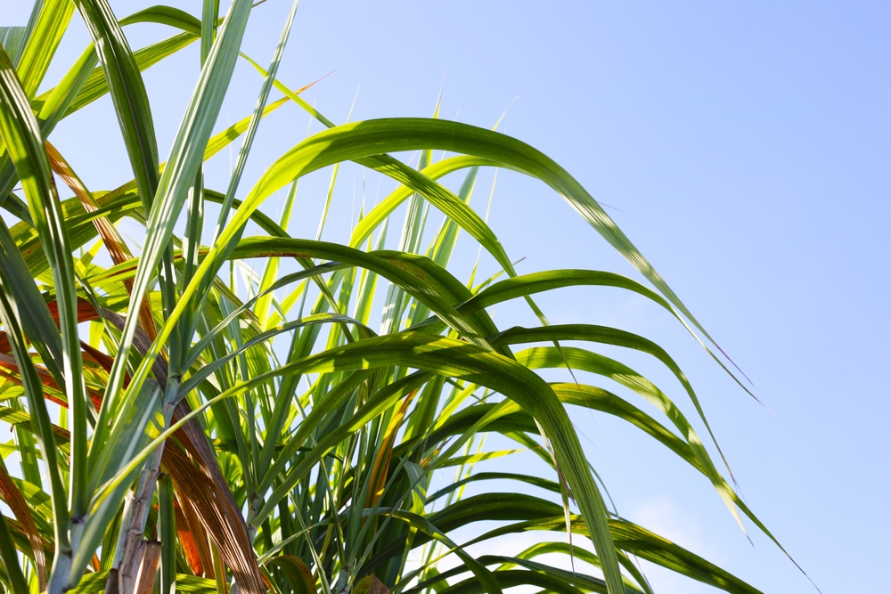 New DNA Technology Set to Fast-Track Better Sugarcane Varieties ...