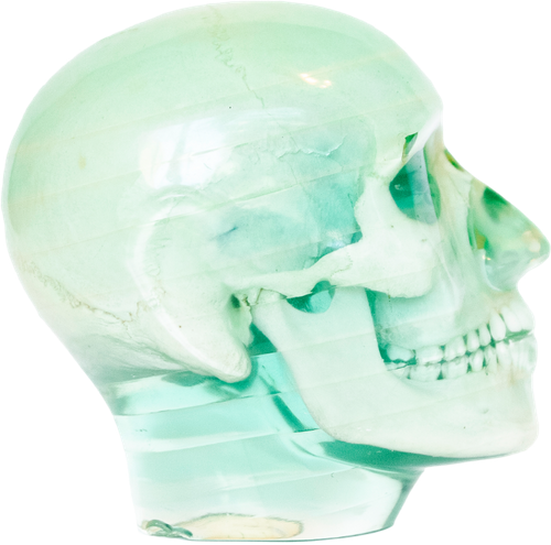 Real Human Bones for Sale | JonsBones