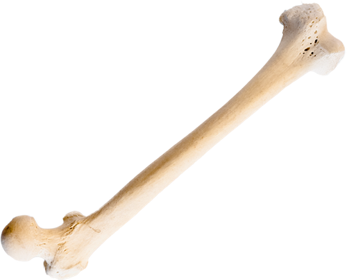 Real Human Bones for Sale | JonsBones