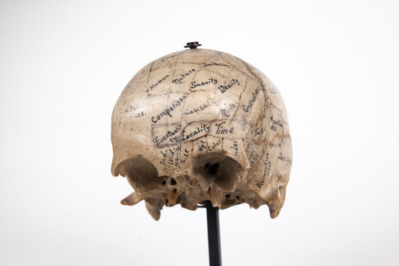 Real Human Bones for Sale | JonsBones