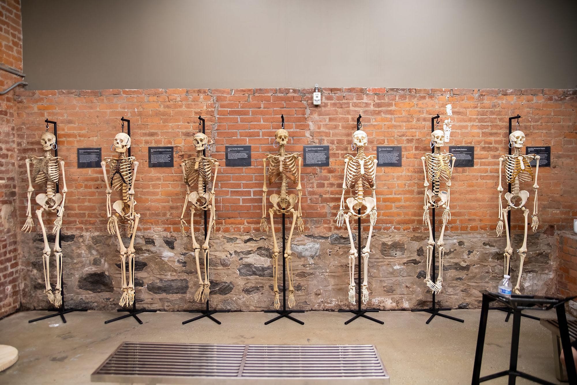Real Human Bones for Sale | JonsBones