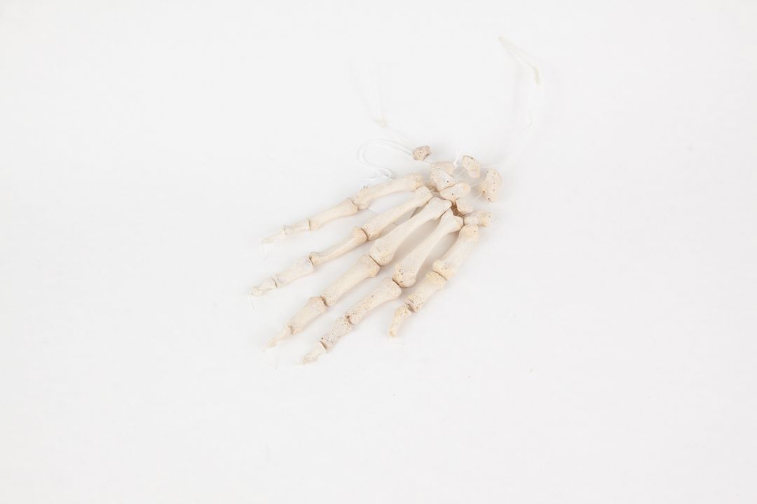 Articulated Right Hand (H-015) | JonsBones: Responsibly Sourced Human ...
