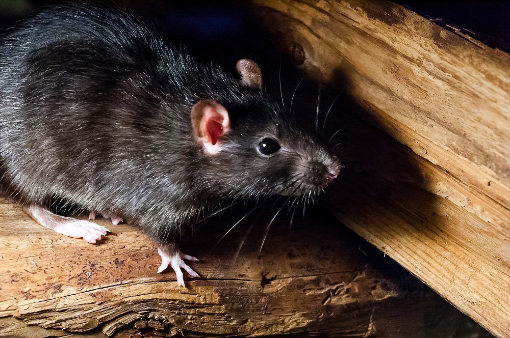 Understanding Roof Rat Droppings | Rat vs. Mouse Waste - Zunex Pest Control