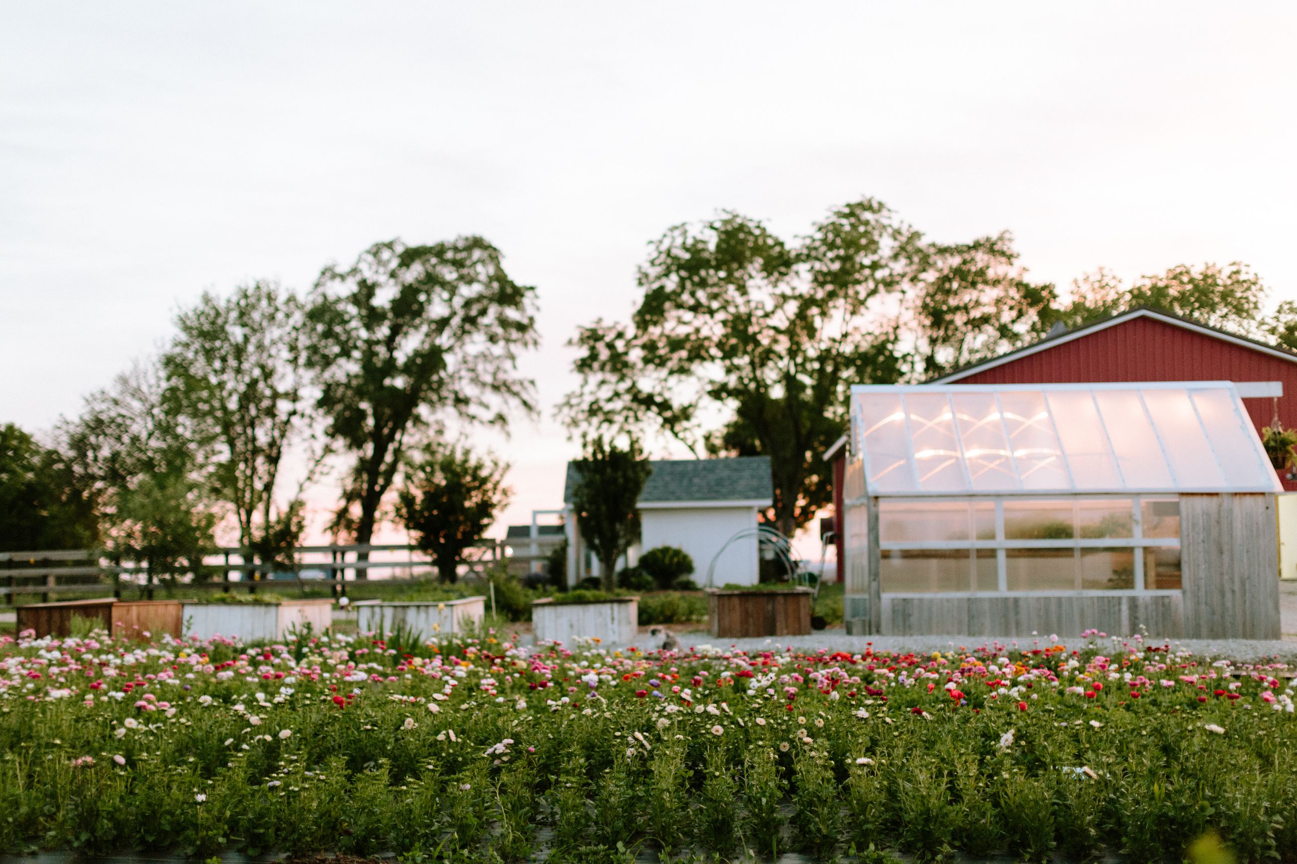 Rose Farm