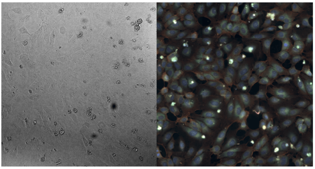 How Phenomic Foundation Models Are Empowering the Brightfield Comeback