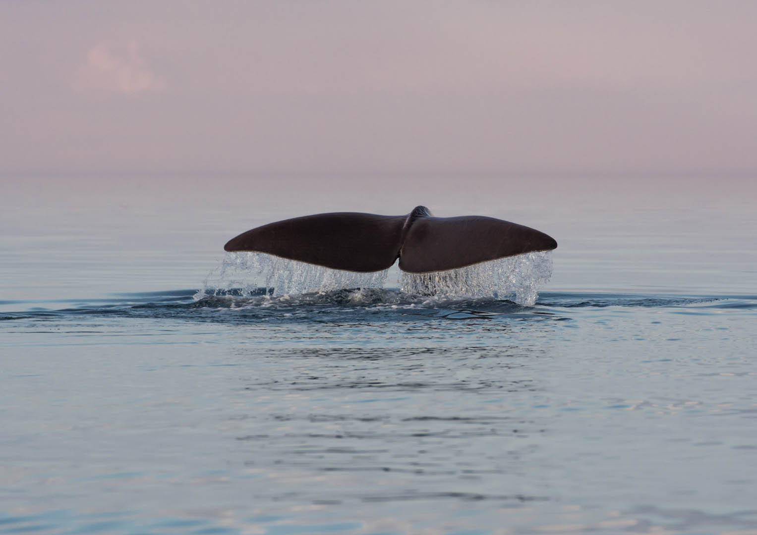 Arctic Whale Tours | Whale Safari in Northern Norway