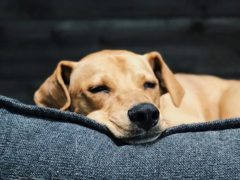 Addison’s disease in dogs