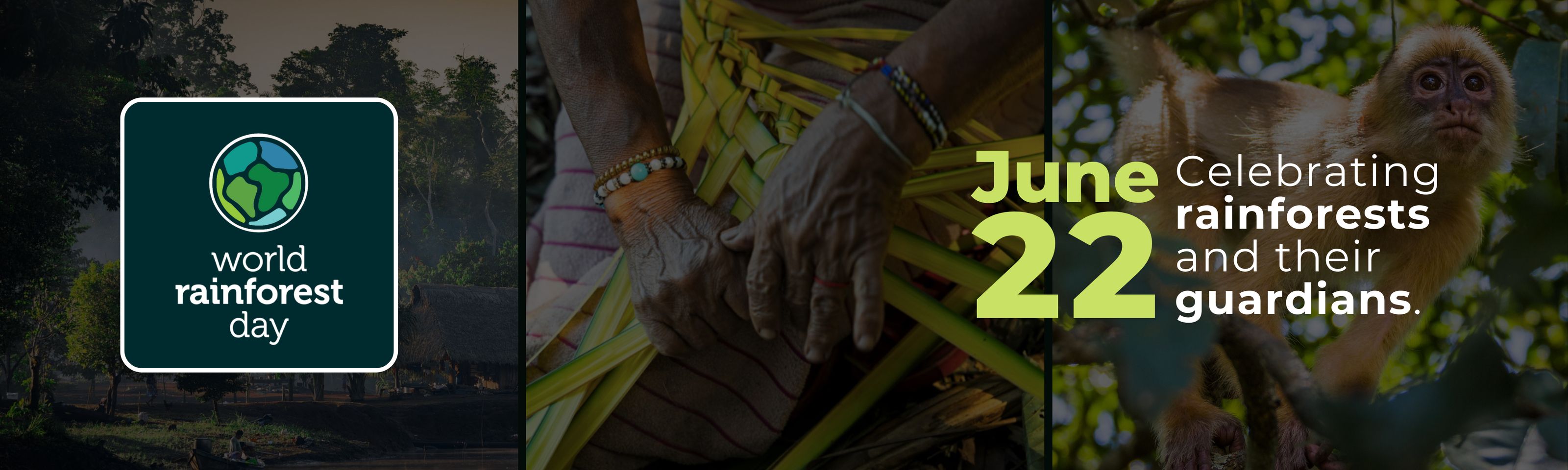 World Rainforest Day