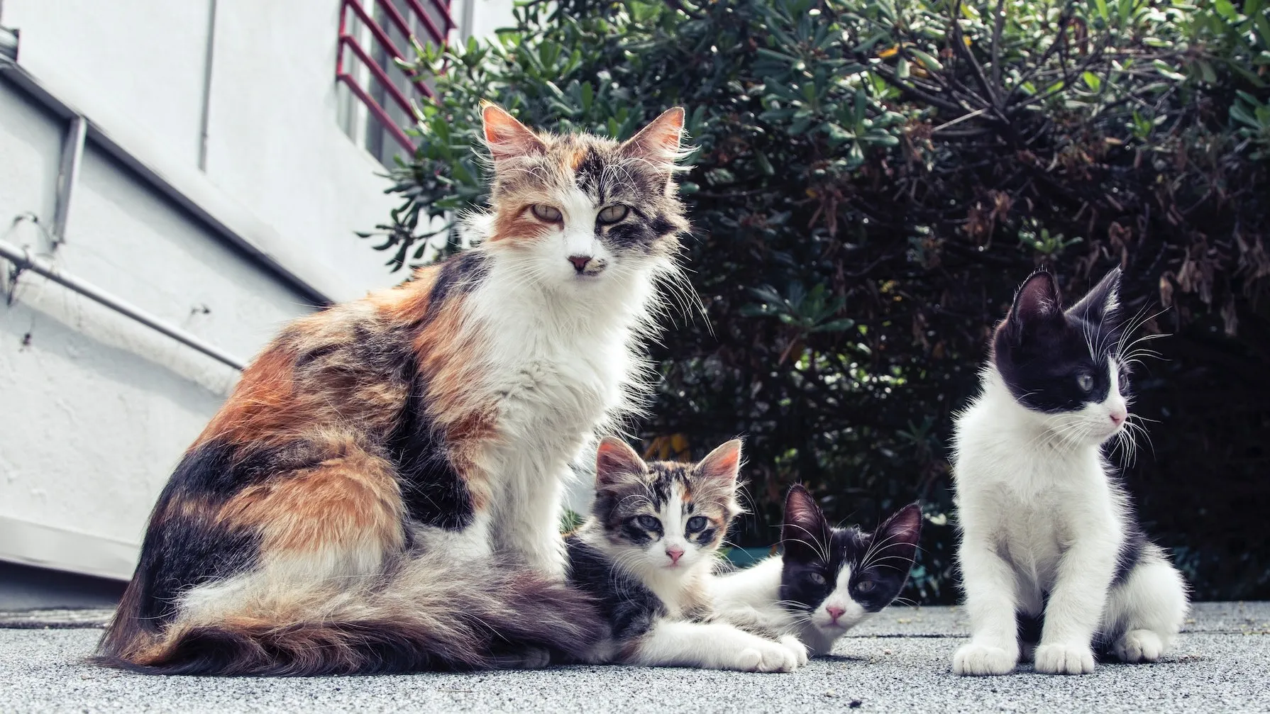 Can I file a lawsuit if I was bitten by a cat? | Law Offices of John C ...