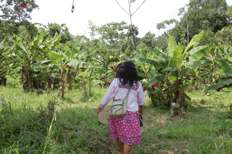 Unpacking Sustainable Food Systems: Agroforestry and Rainforests