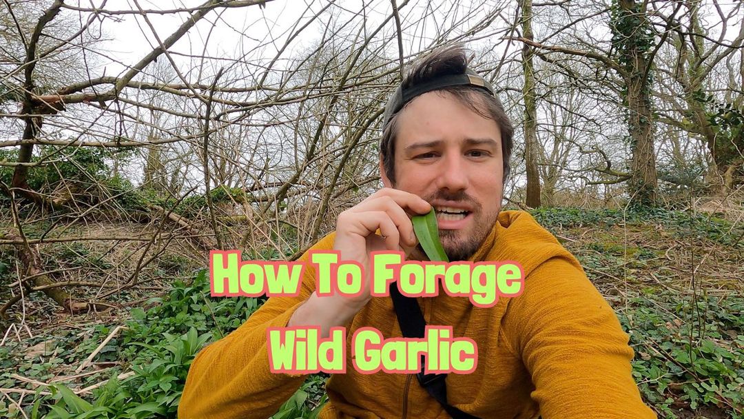 How To Forage Wild Garlic