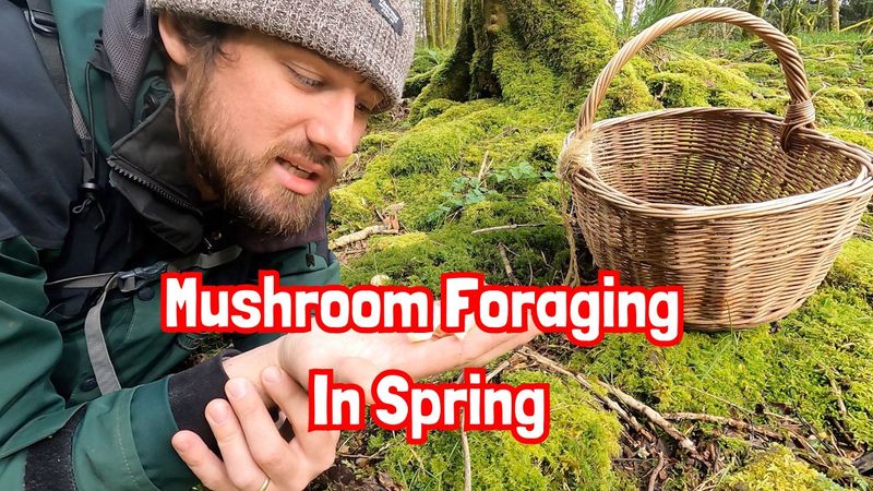 How To Start Foraging For Mushrooms (The Outdoor Guide, September 2025)
