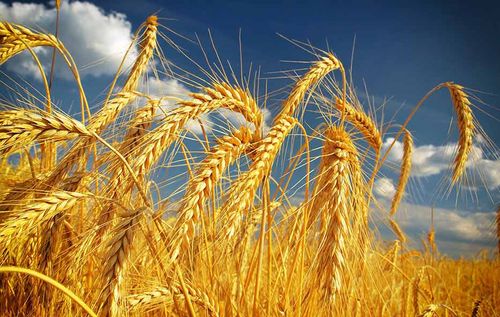 Products | Norvite Specialists in Animal Nutrition