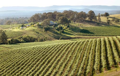 Pepper Tree Wines