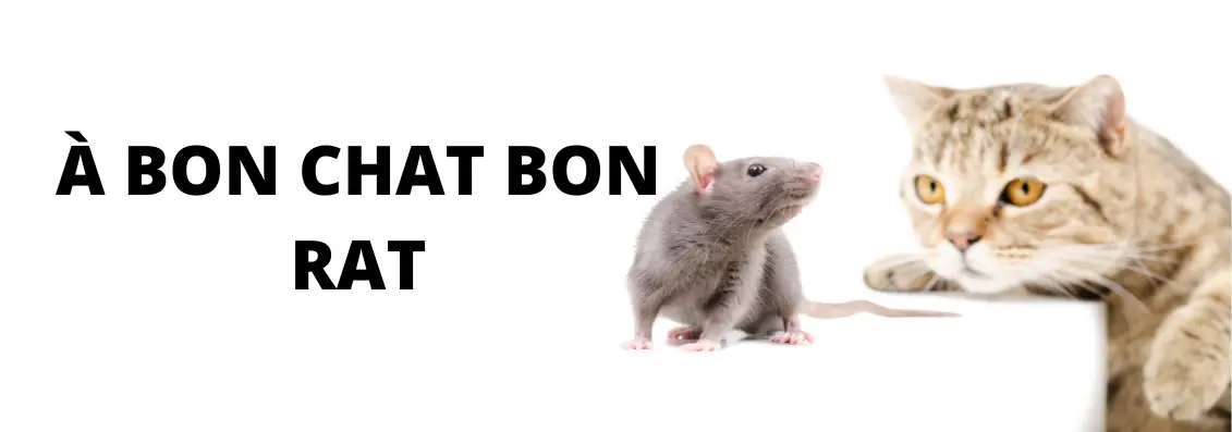« À bon chat bon rat » : Que signifie cette expression française