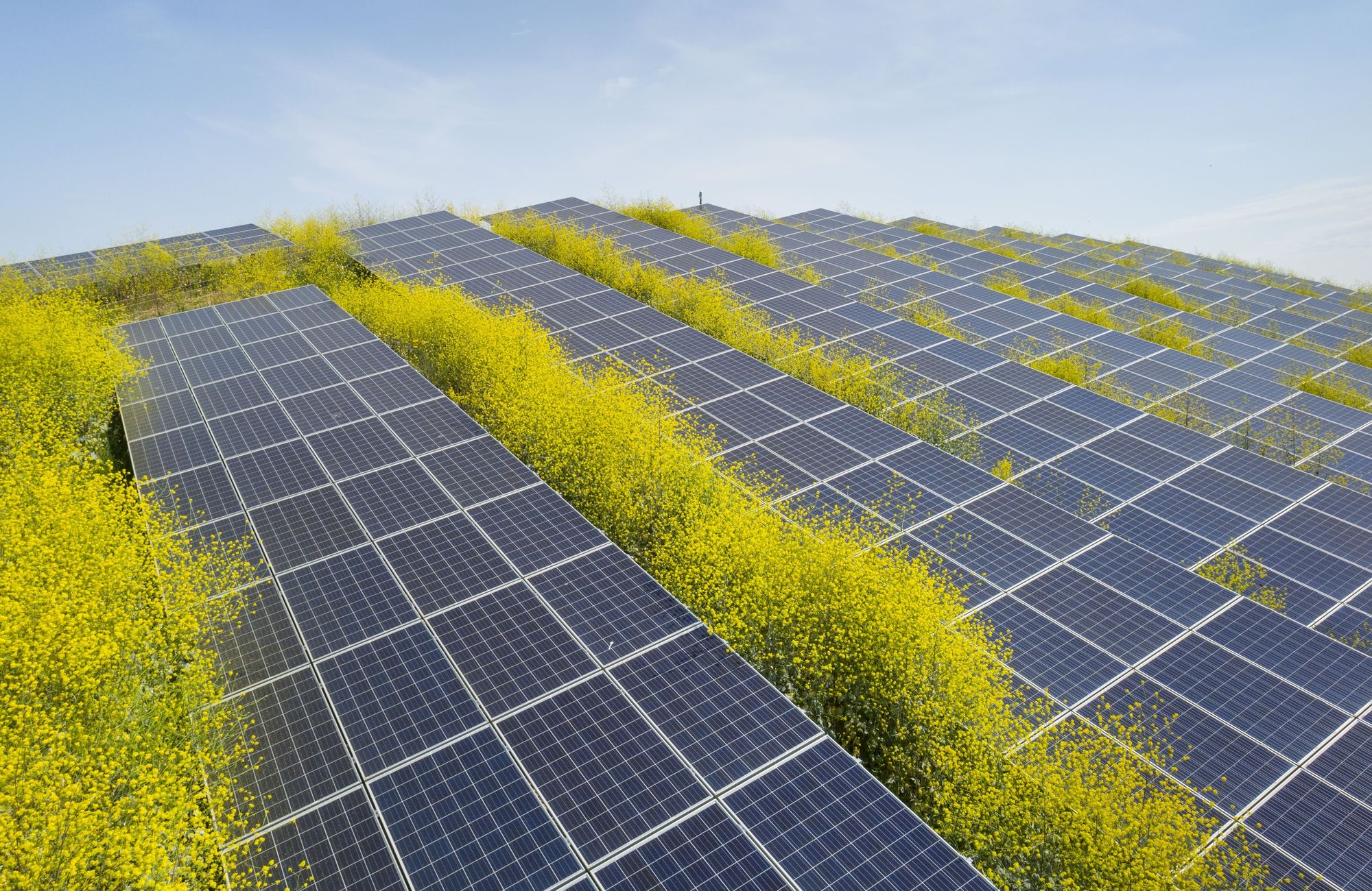 Agrivoltaics and the Benefits of Integrating Agriculture and Solar Panels.