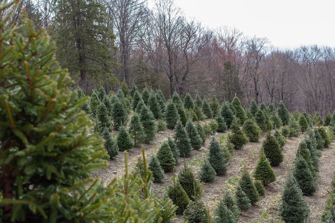 Emmerich Tree Farm - Christmas Tree Farm & Wedding Venue