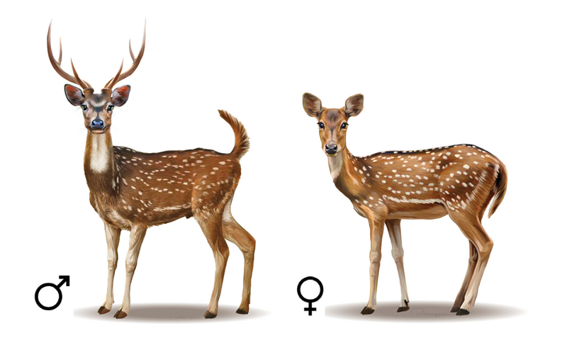Deer Identification