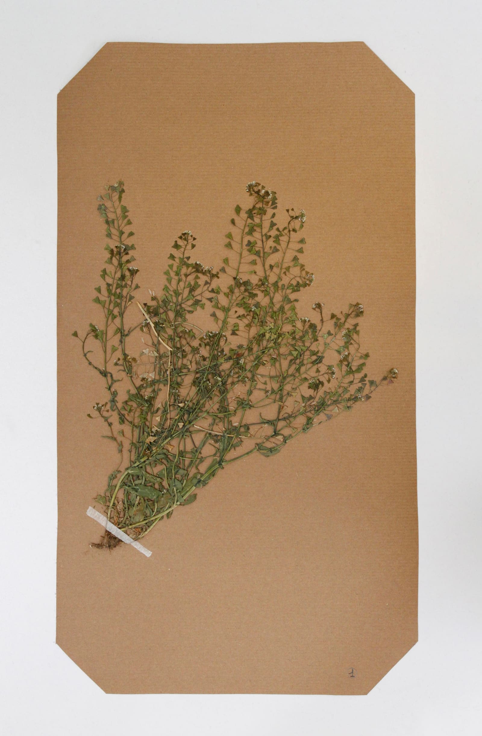 Botanical Tiles