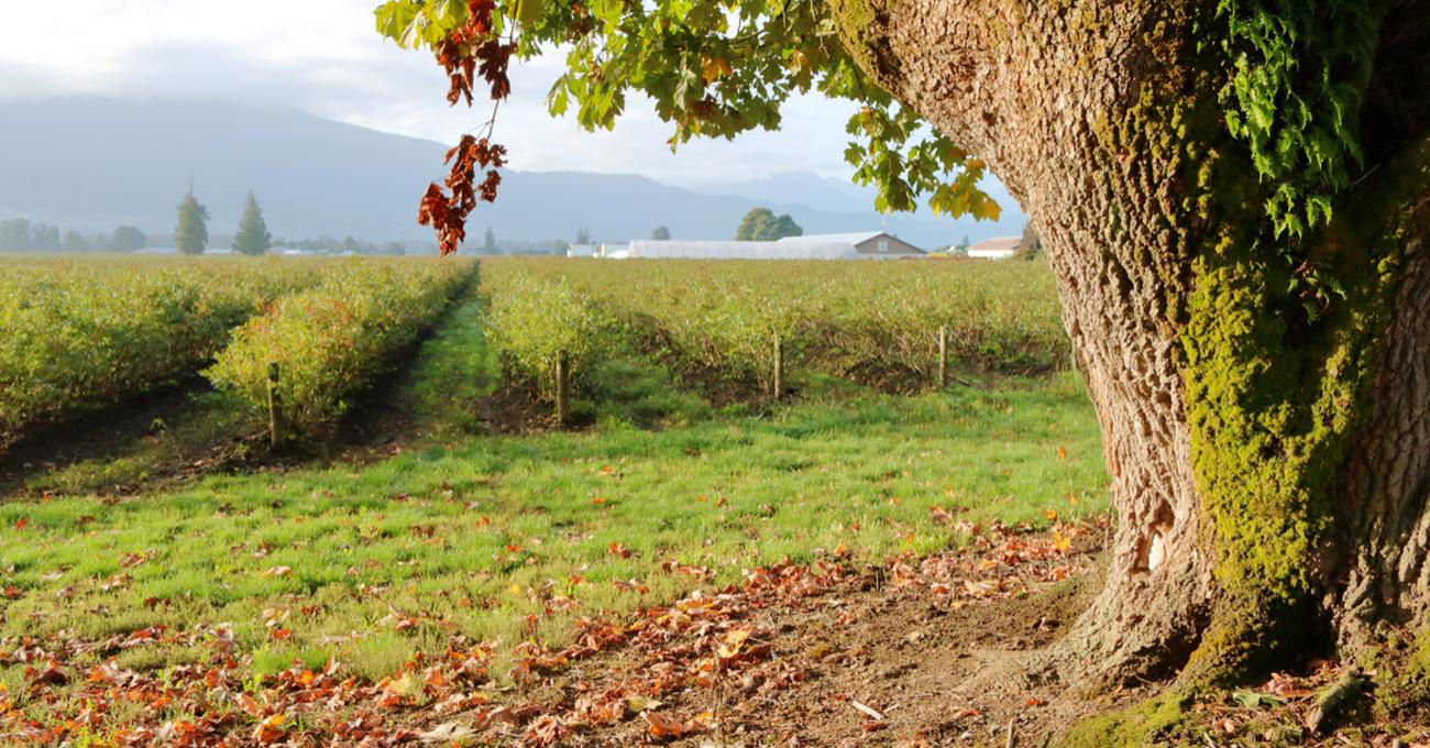 How Big Is 100 Acres Of Land? | askBAMLand