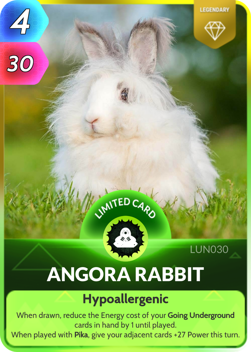 Angora Rabbit