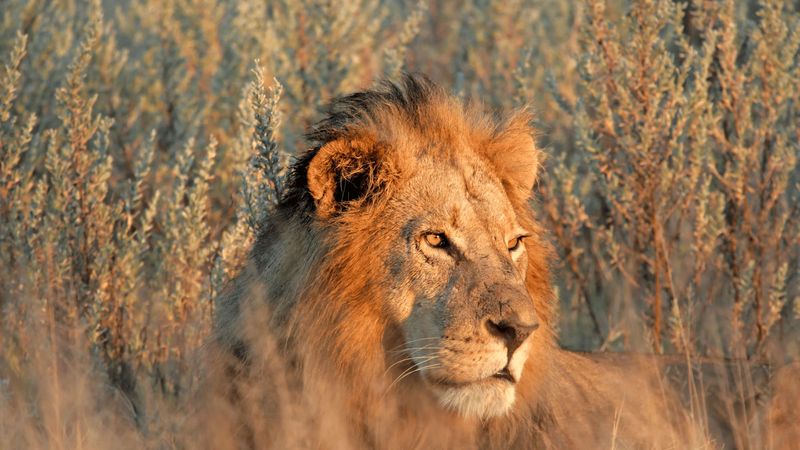 African People & Wildlife - Community-Driven Conservation