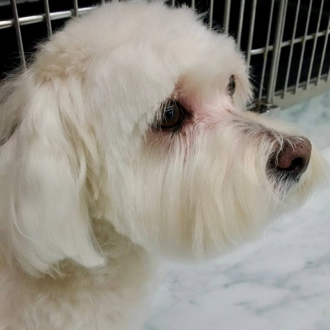 Grooming at Pampered Paws