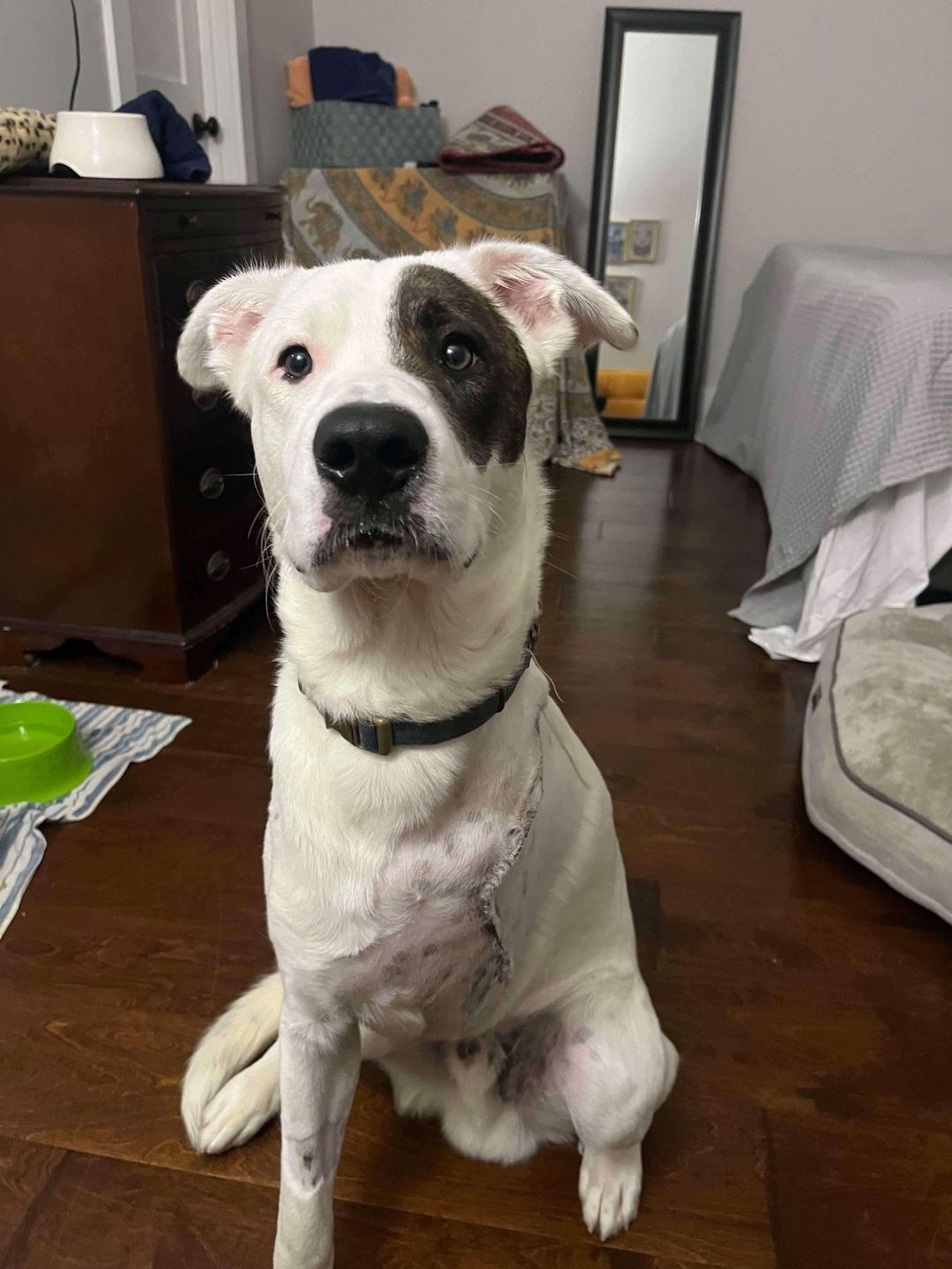 Forgotten, Now Family Rescue - Adopt A Dog