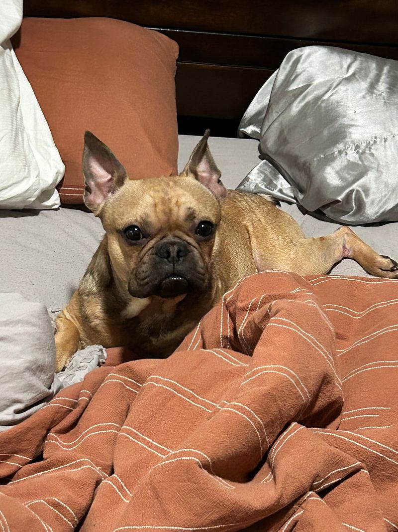 Forgotten, Now Family Rescue - Adopt A Dog