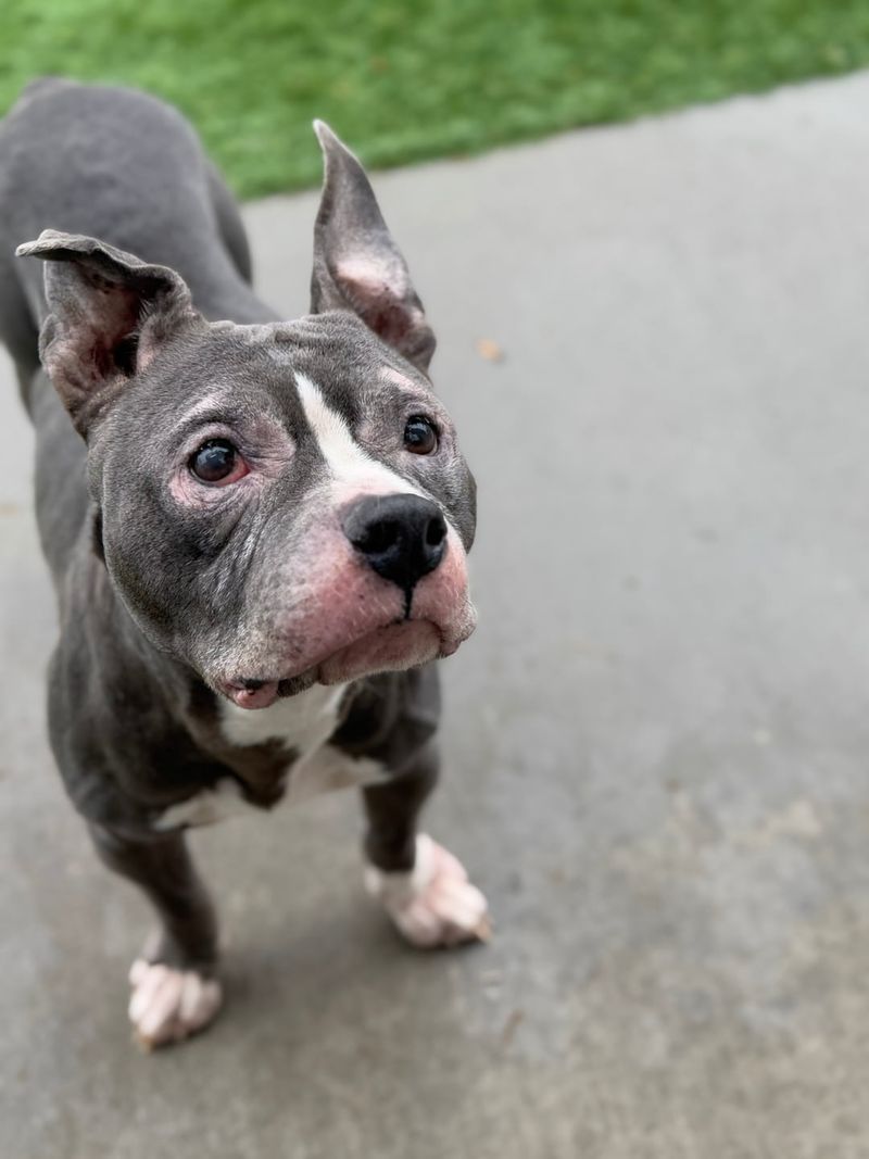 Forgotten, Now Family Rescue - Adopt A Dog