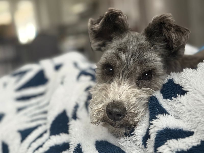 Forgotten, Now Family Rescue - Adopt A Dog